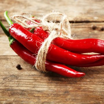 Uses and Benefits of Pure Capsaicin - YanggeBiotech