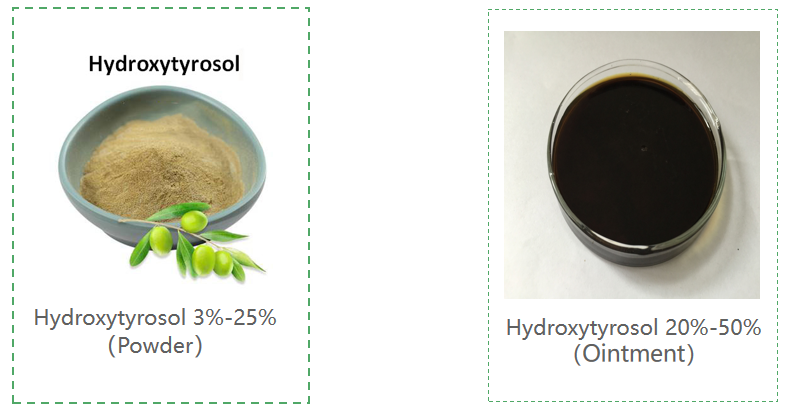 Where can I find hydroxytyrosol? - YanggeBiotech