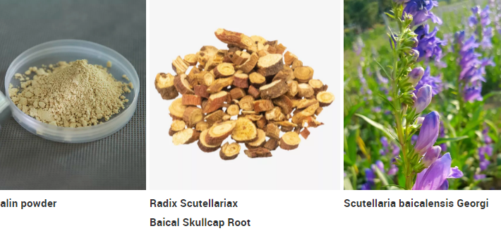 scutellaria baicalensis powder for sale - YanggeBiotech