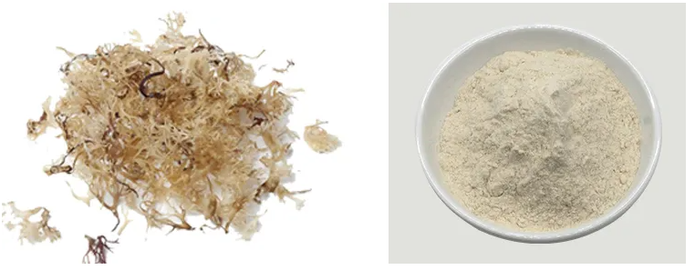 Organic Irish Sea Moss Powder Supplier - YanggeBiotech